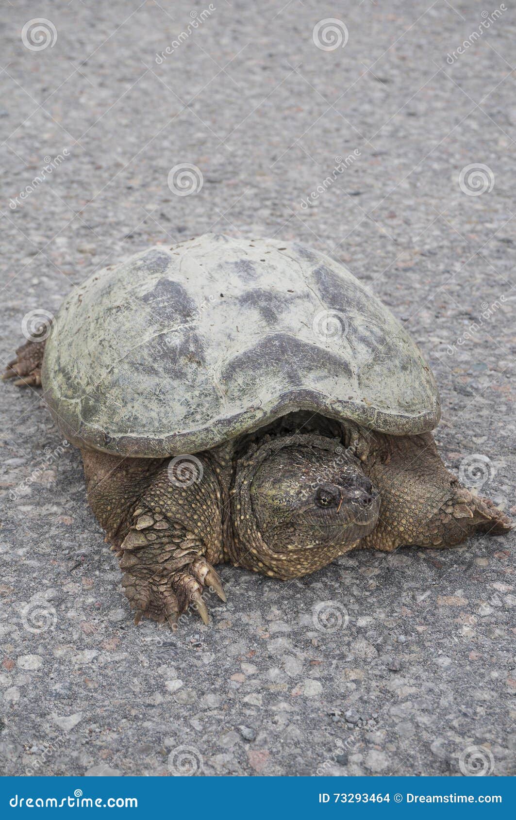 Front Closeup of Common Snapping Turtle Sunbathing on Concrete Road ...
