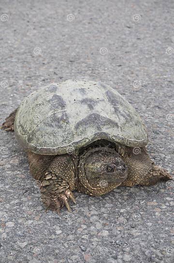 Front Closeup of Common Snapping Turtle Sunbathing on Concrete Road Stock Photo - Image of ...