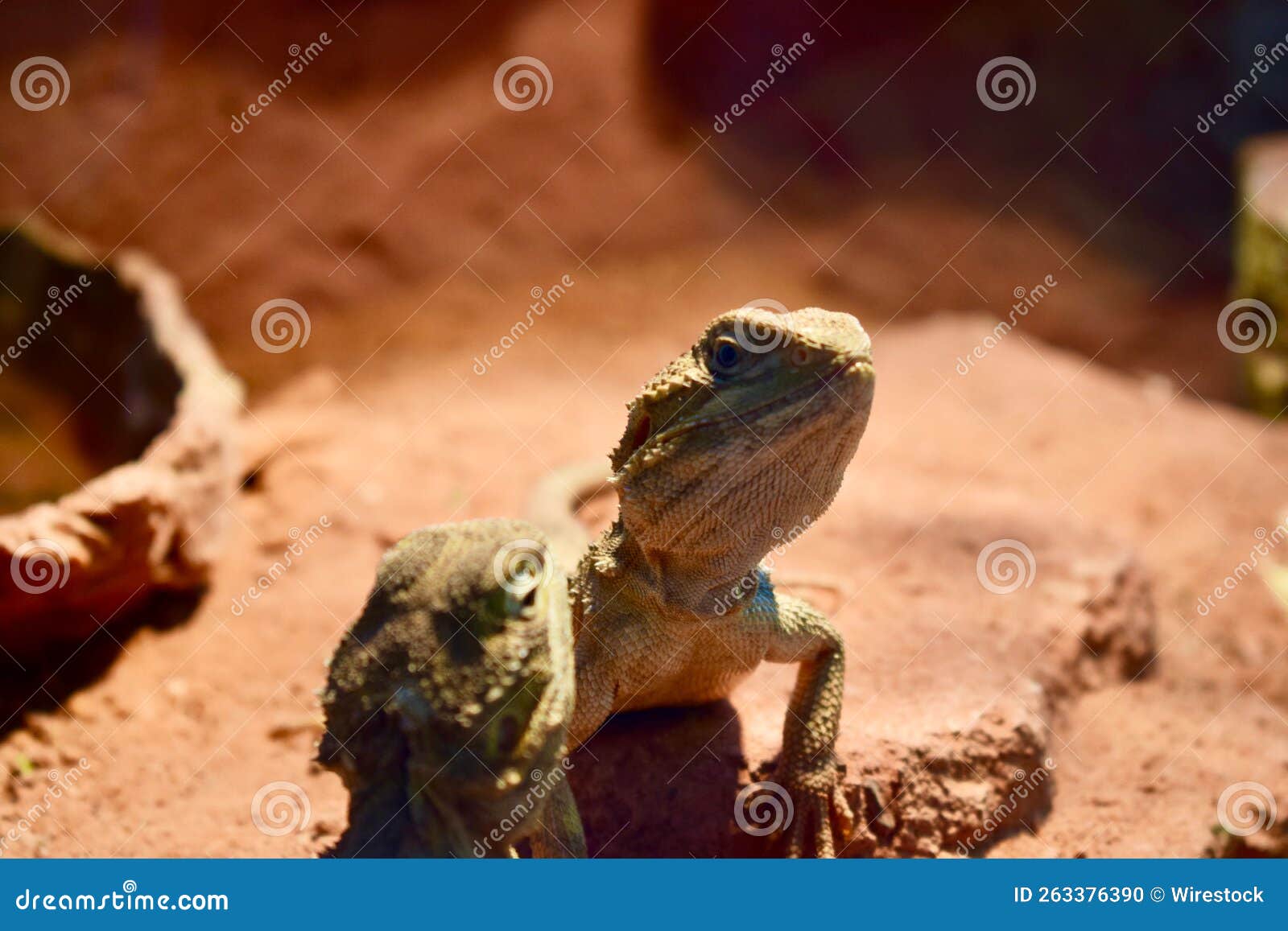 Shield-tailed Agama - Xenogama Taylori Royalty-Free Stock Photo ...