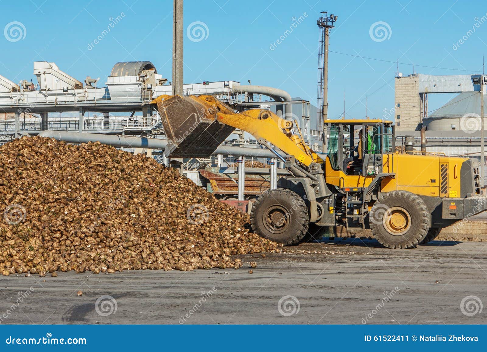 Front-end Loader in Action on the Loading of Sugar Beet at a Sugar ...