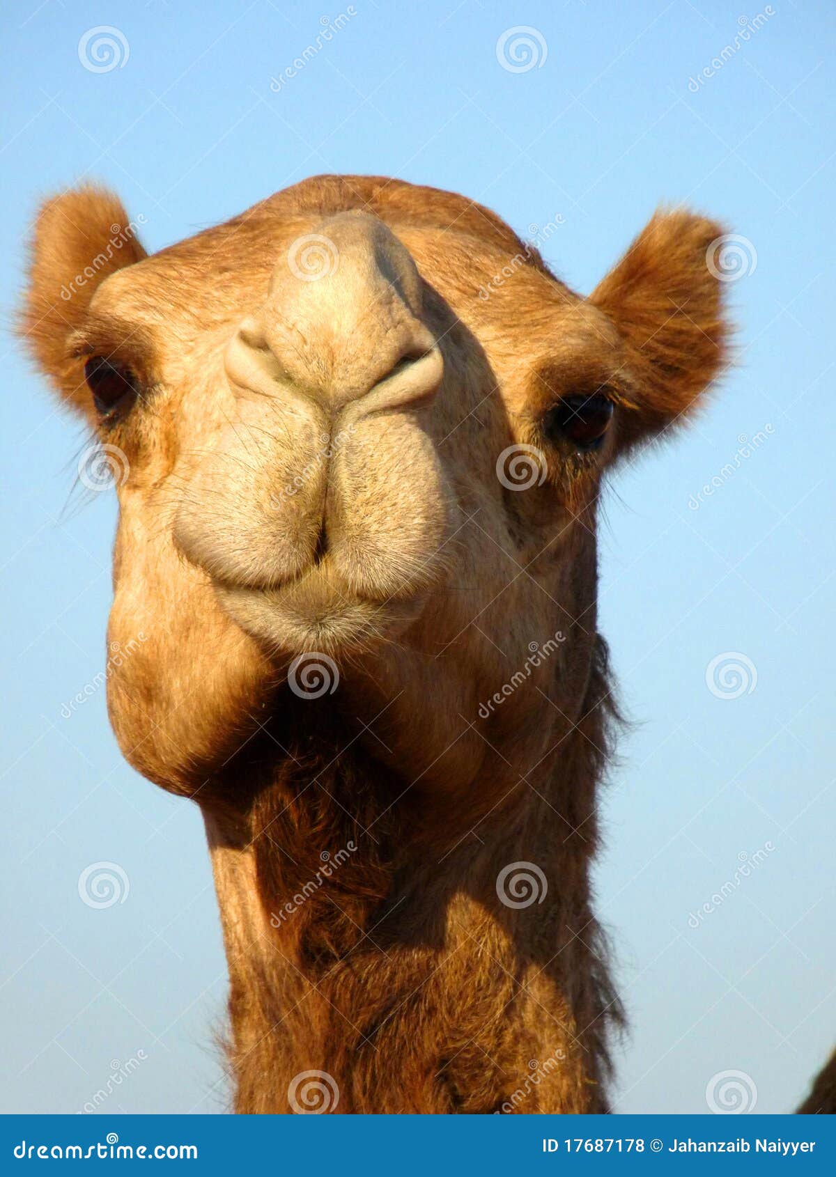 Camel Face Images