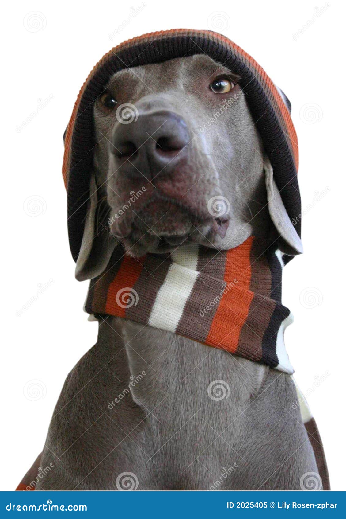 Front Face of Dog with Hat and Scarf Stock Image - Image of gelidity ...