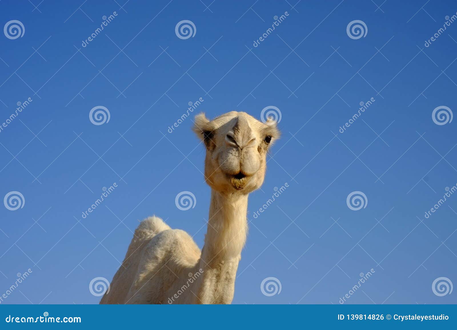 Front Face of Dromedary or Arabian Camel Stock Photo - Image of ...