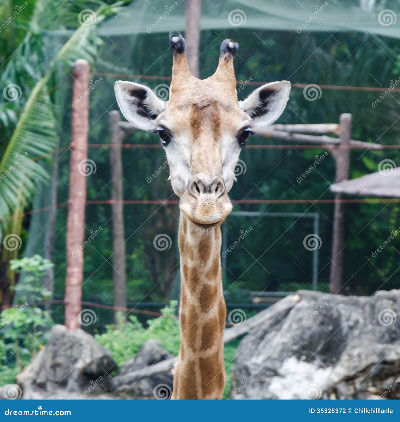 Front face of giraffe stock photo. Image of mammal, tall - 35328372