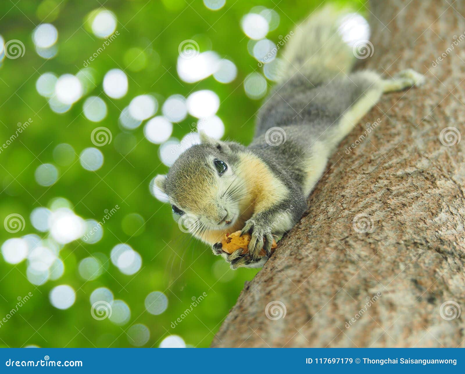Front Face of a Squirrel on a Tree Eating Beans. it`s Small and Cute ...