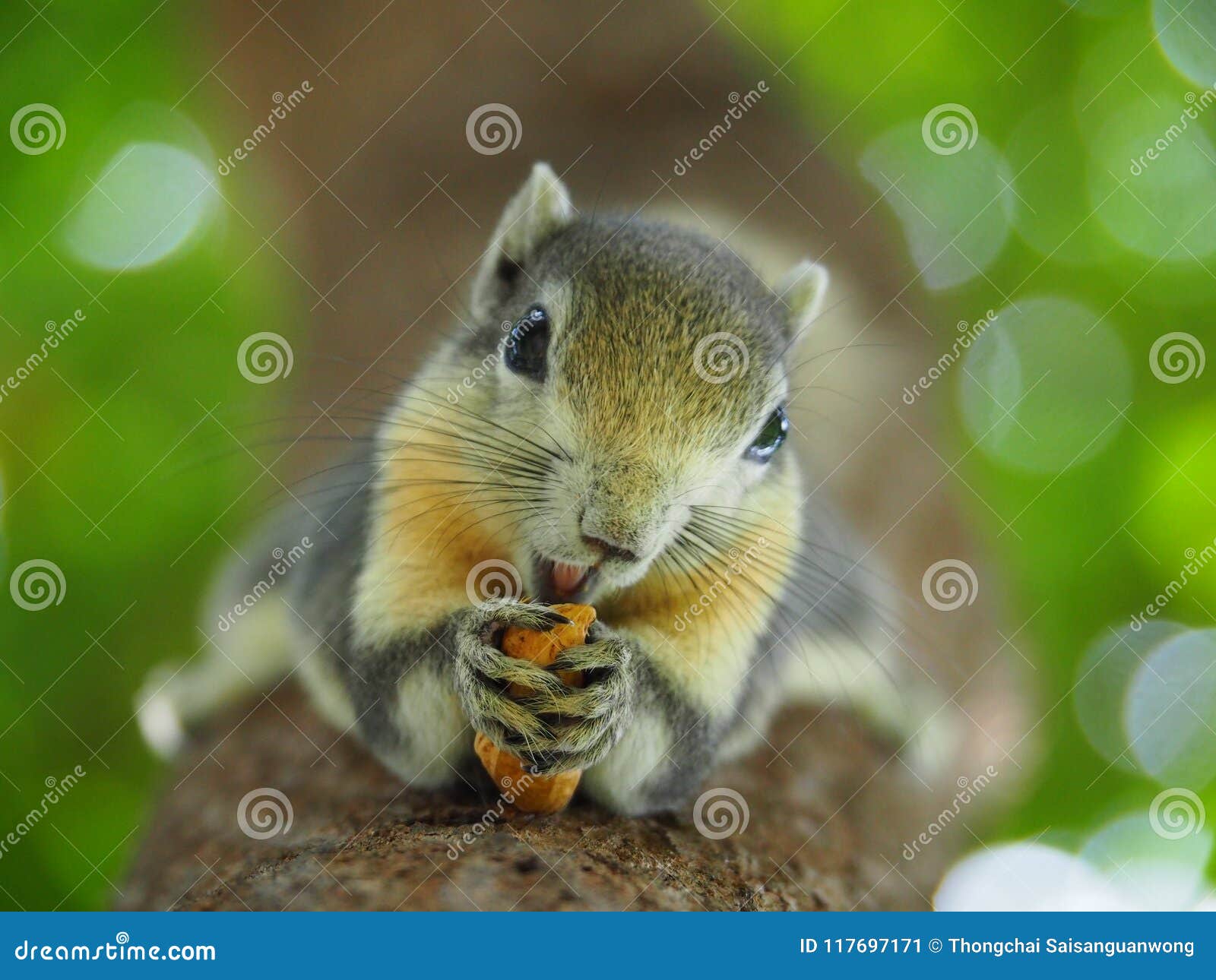 Front Face of a Squirrel on a Tree Eating Beans. it`s Small and Cute ...