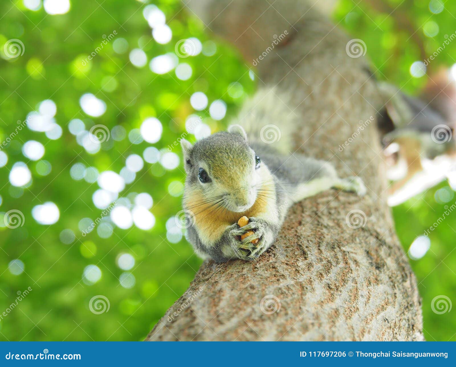 Front Face of a Squirrel on a Tree Eating Beans. it`s Small and Cute ...