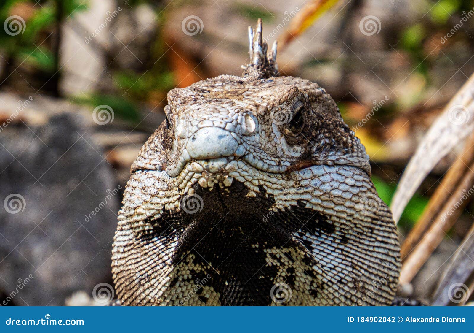 Front of the Face of a Tropical Lizard Stock Photo - Image of peninsula ...