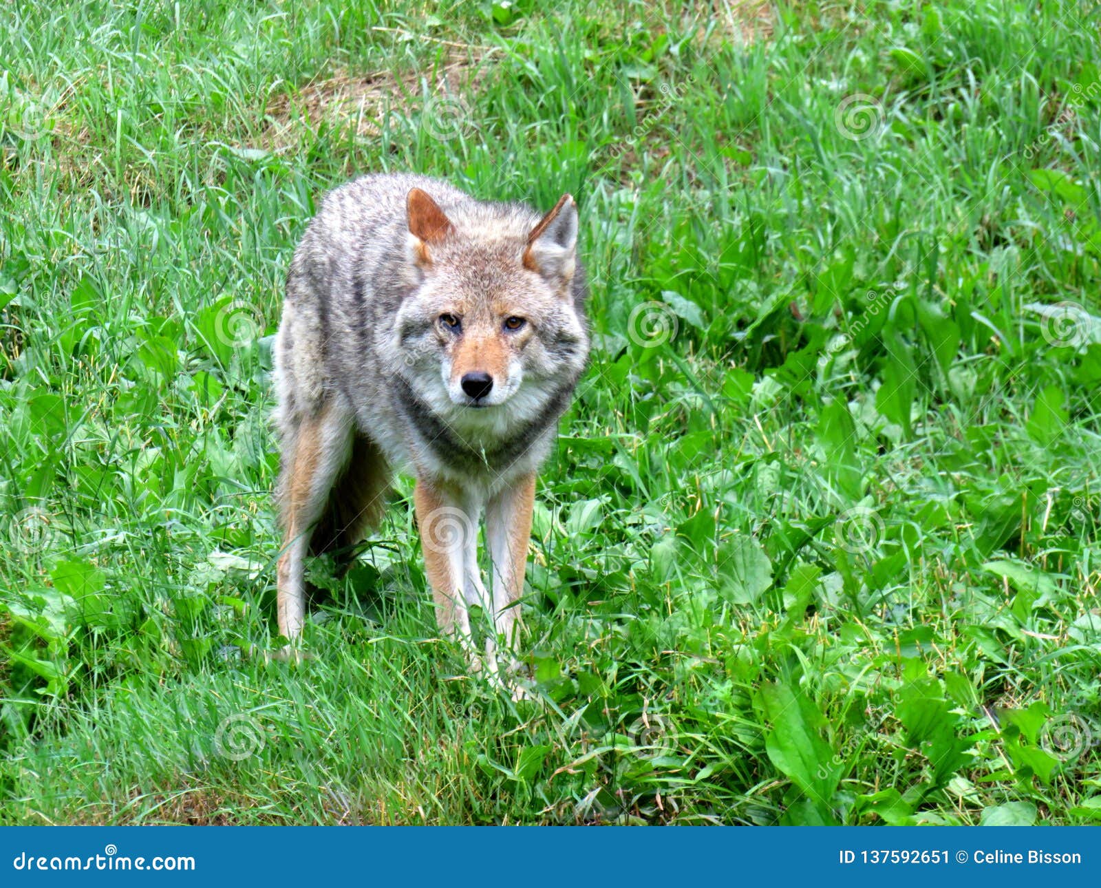Front Facing Coyote Standing in the Grass Stock Image - Image of wild ...