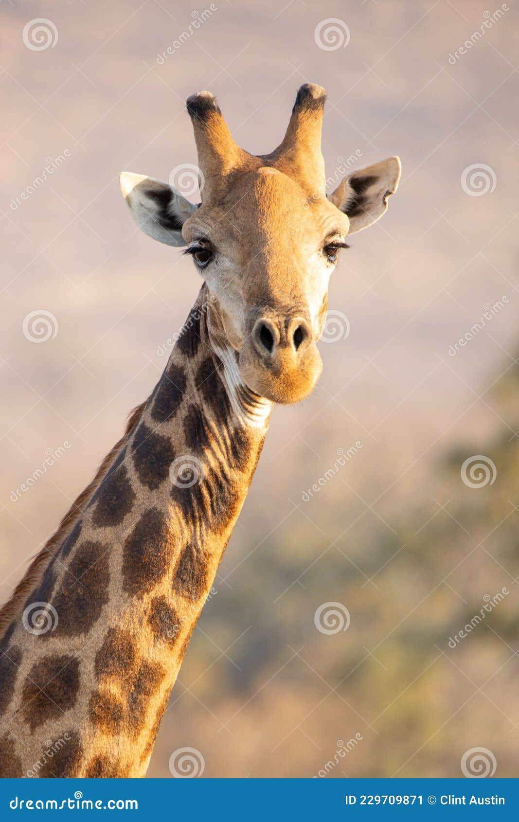 Front Facing Giraffe Portrait Stock Image - Image of browser, animal ...