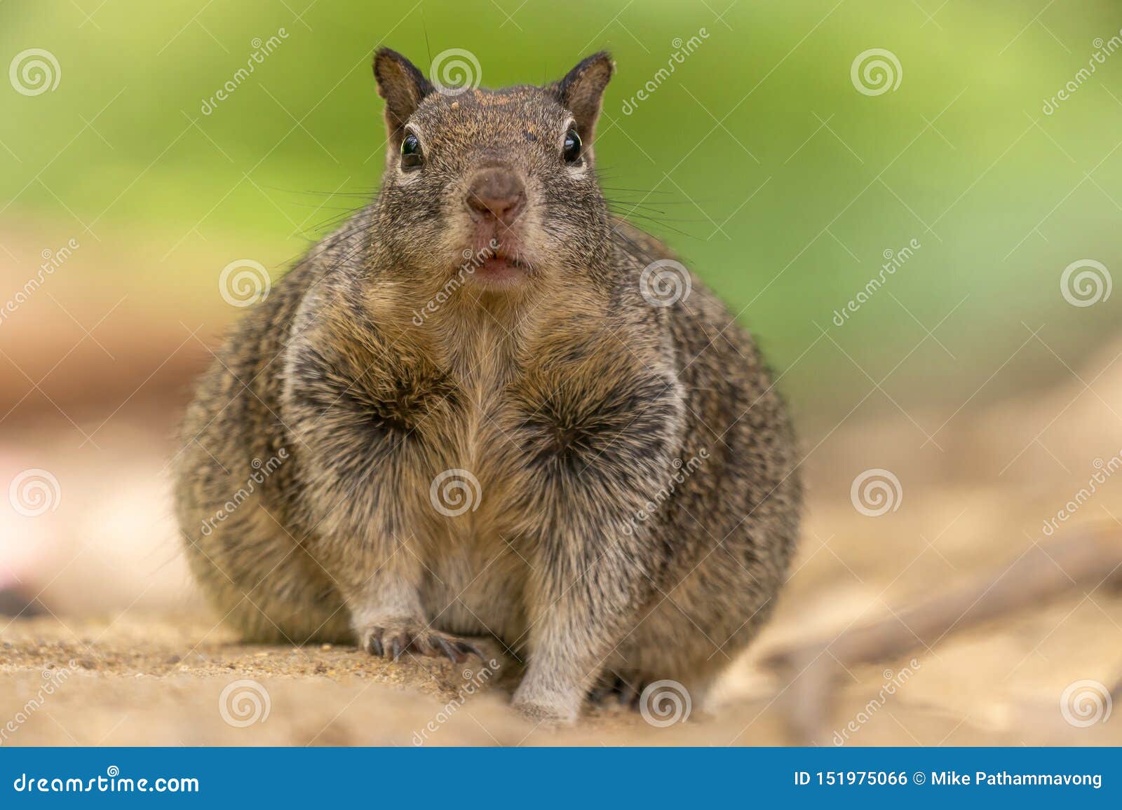 Front Facing Potrait of a Fat Squirrel Stock Photo - Image of look ...