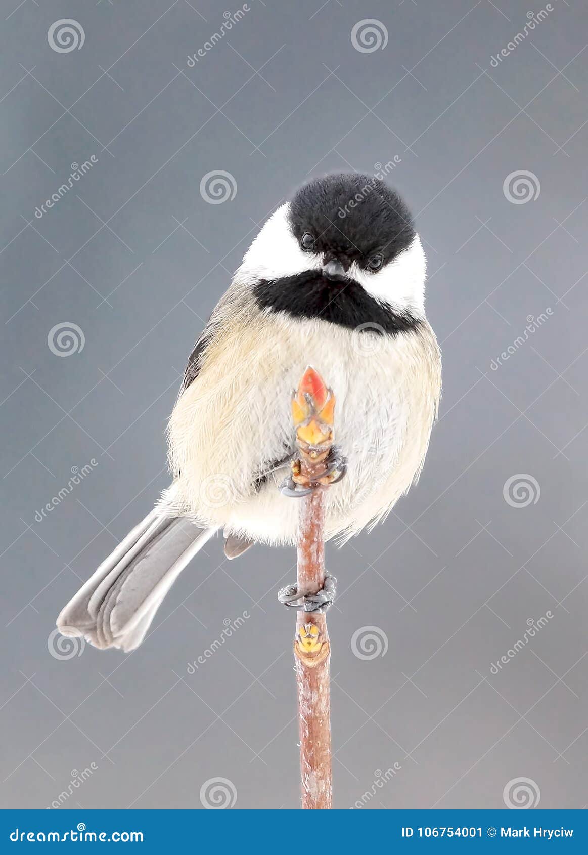 Tiny Chickadee Perched High on a Branch in Winter Stock Image - Image ...