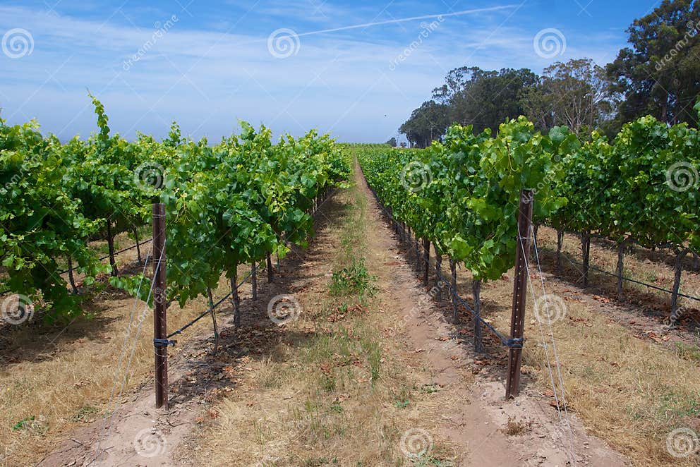 Front of Grape Row in Vineyard Stock Image - Image of grape, warm: 43540139