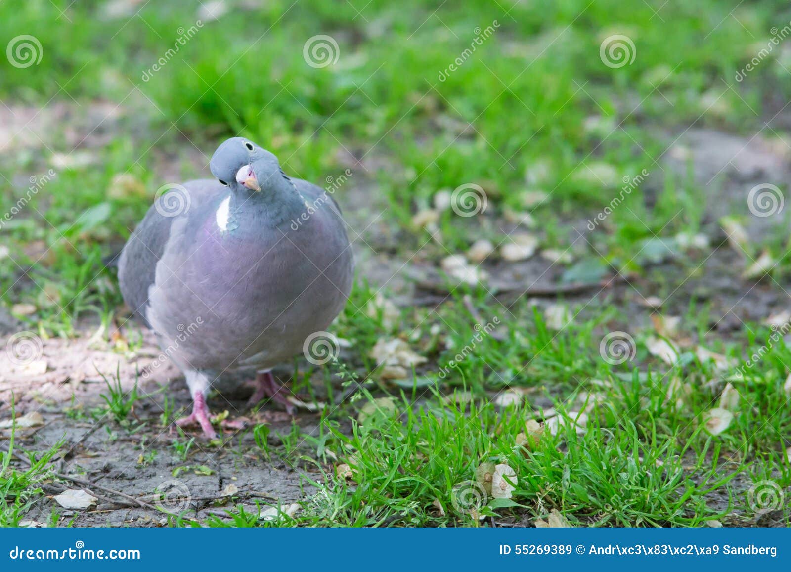 The Front of Grey Pigeon Looking at Camera Stock Image - Image of ...