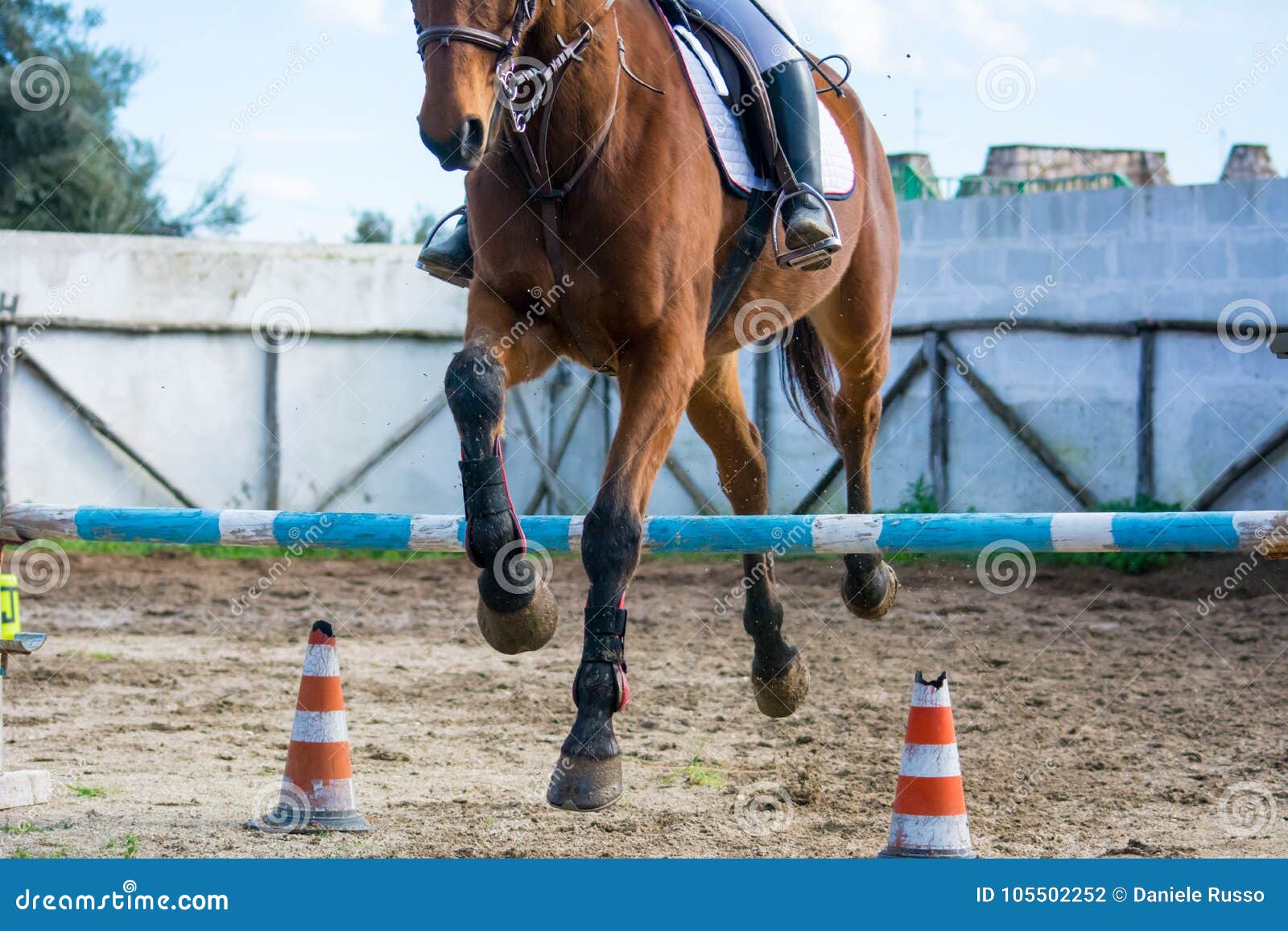 Front Horizontal View of a Brown Horse Jumping the Obstacle Stock Photo ...