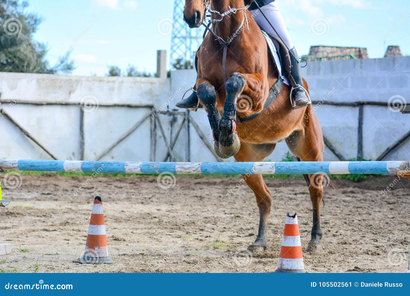 Front Horizontal View of a Brown Horse Jumping the Obstacle Stock Image ...