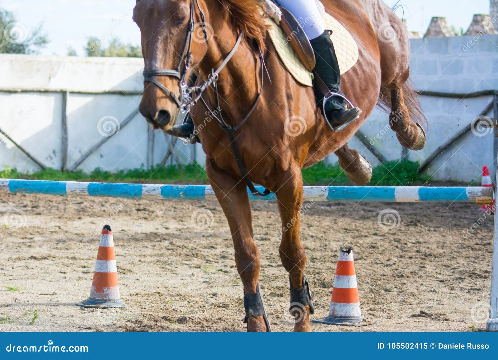 Front Horizontal View of a Brown Horse Jumping the Obstacle Stock Image ...