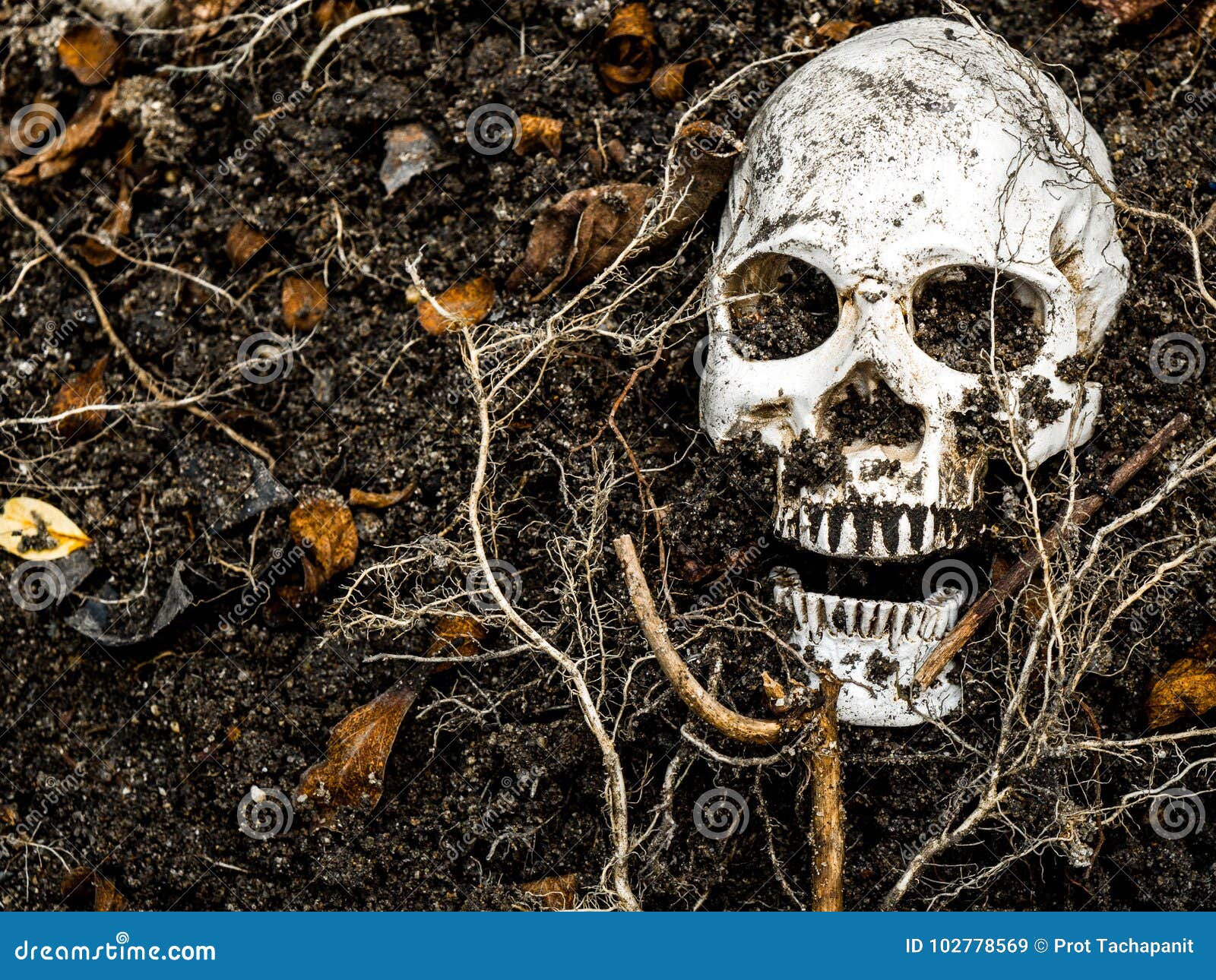 In Front of Human Skull Buried in the Soil with the Roots of the Tree ...