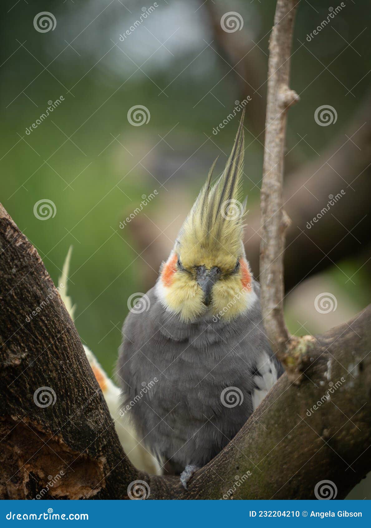 Frontal Image of Cockatiel stock photo. Image of hollandicus - 232204210