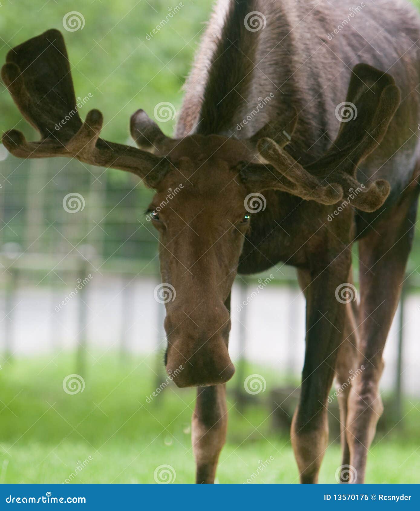 Front image of a moose stock photo. Image of vertical - 13570176