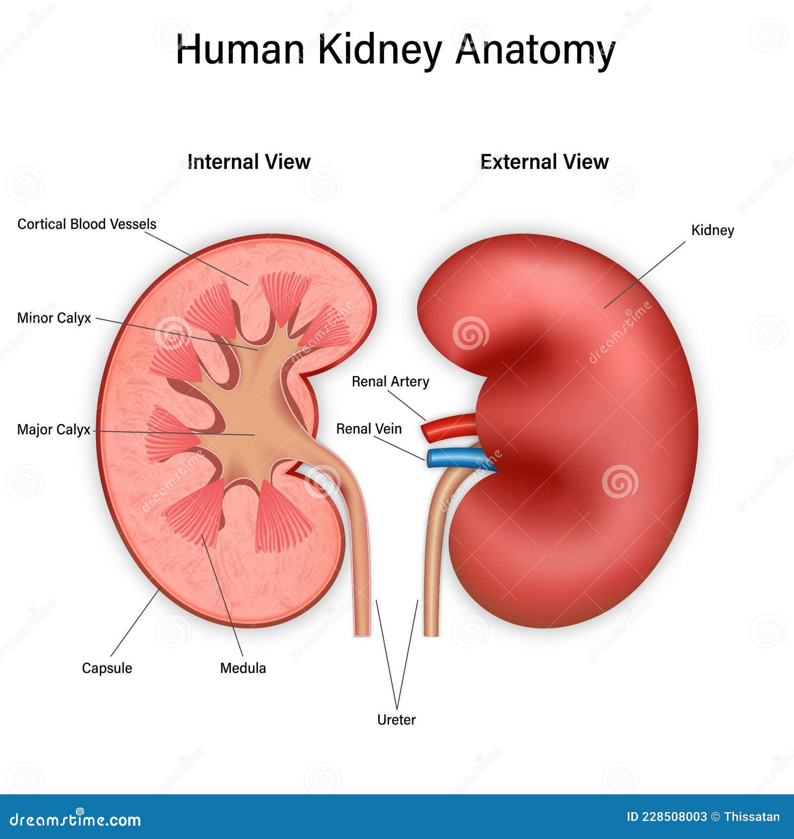 Front and Inside View of Human Kidney Anatomy Isolated on White ...