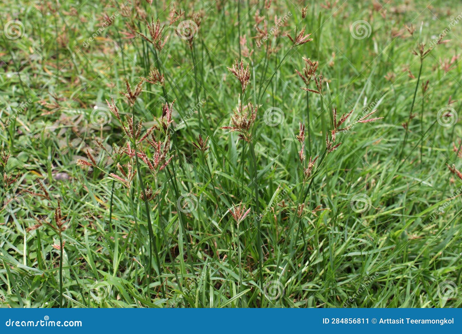 Front Lawn,lawn, Graden, Grass,greensward Stock Image - Image of ...