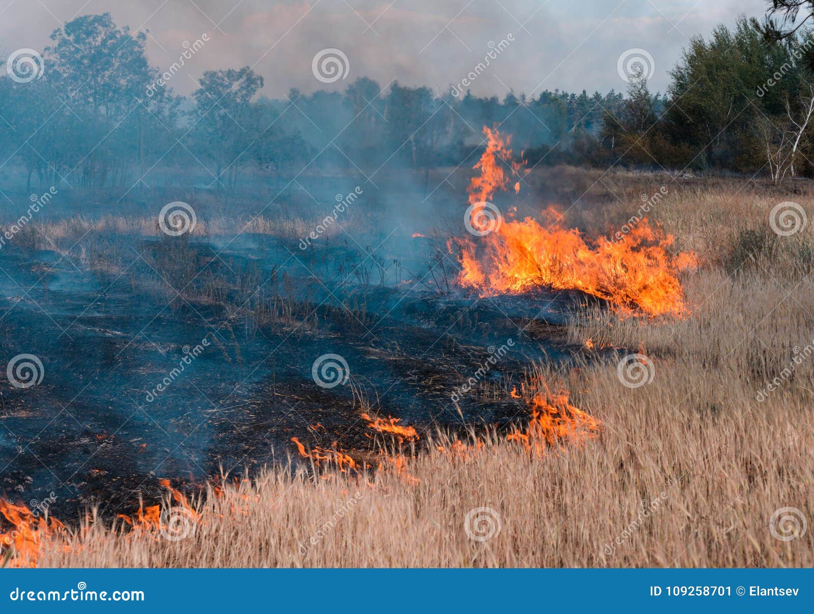 The Front Line of the Spreading Forest Fire Which Separates Dry Grass ...
