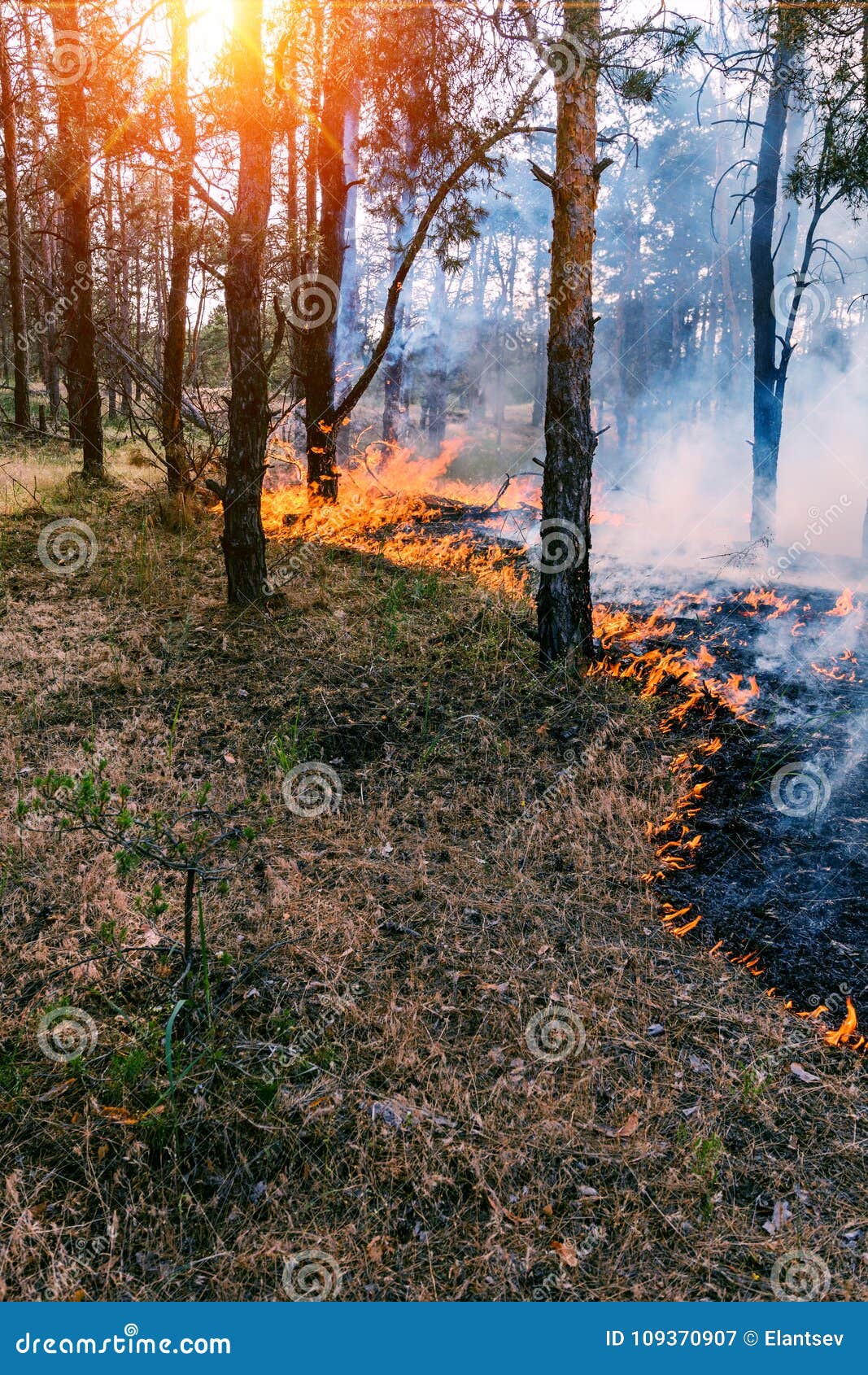 The Front Line of the Spreading Forest Fire Which Separates Dry Grass ...