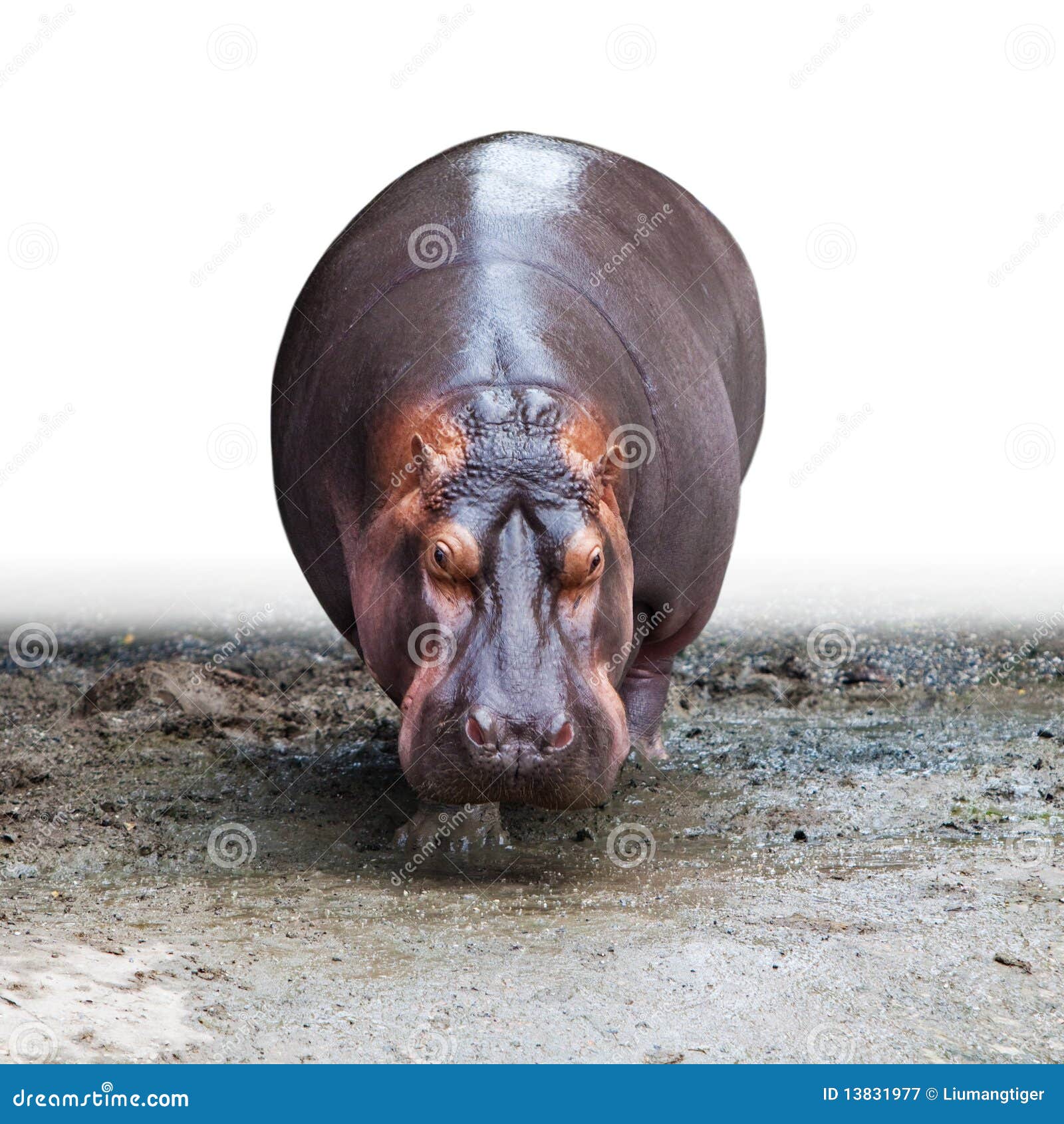 The Front Look of a Walking Hippopotamus in White Background Stock ...