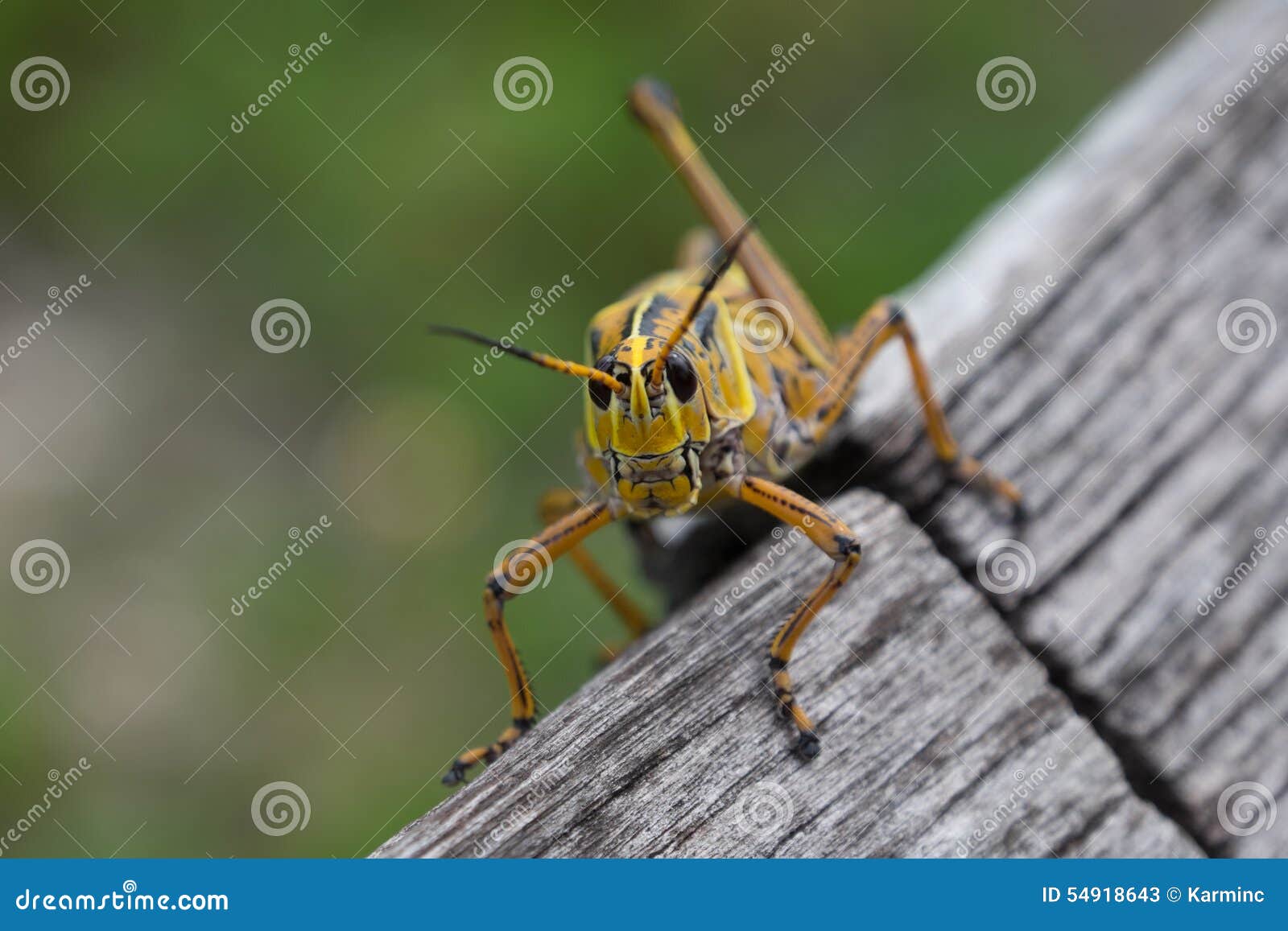 Front of Lubber Grasshopper on Log Stock Image - Image of yellow ...