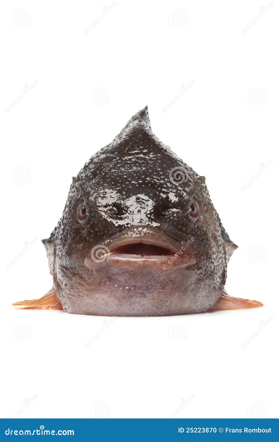 Lumpus Fish Stock Photos - Free & Royalty-Free Stock Photos from Dreamstime