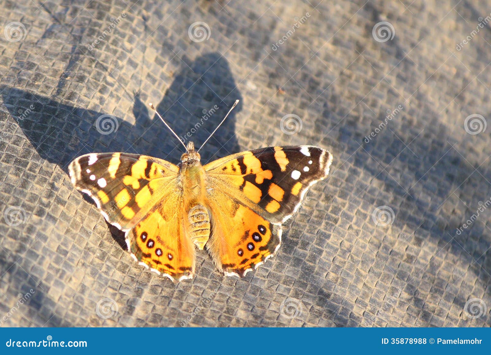 Front Monarch Butterfly fotografia stock. Immagine di farfalla - 35878988