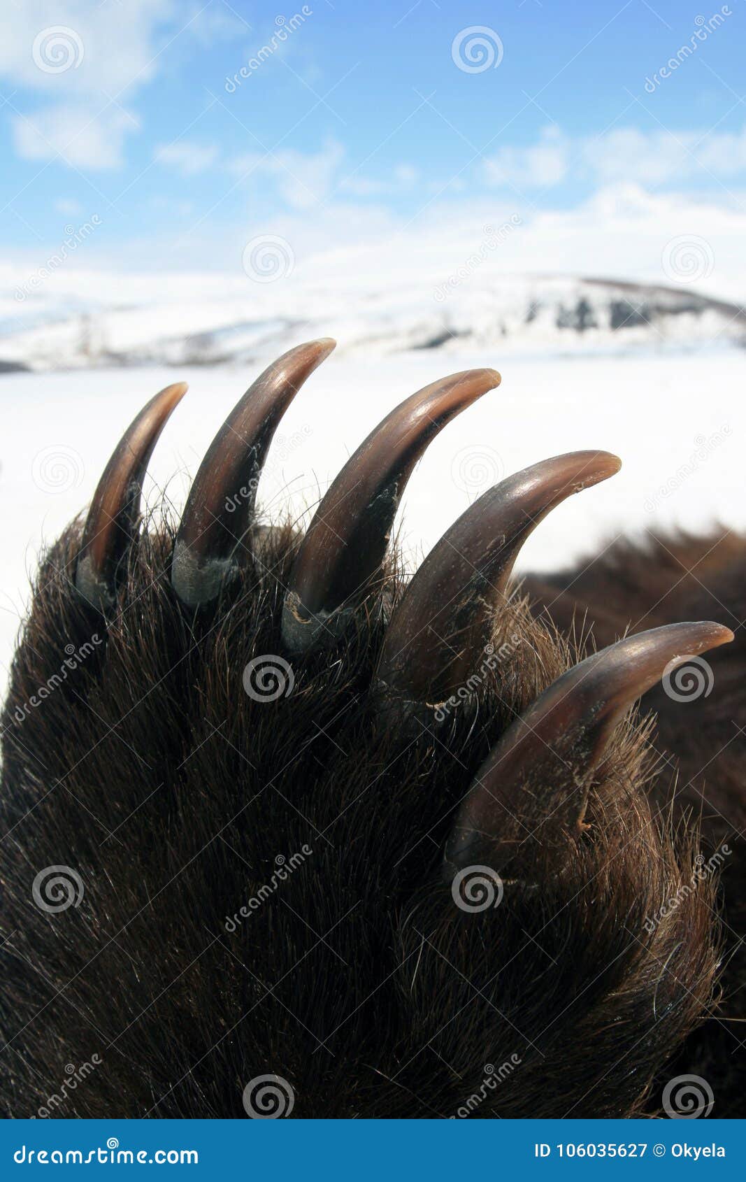 Front Paw of a Bear with Long Sharp Claws, Siberia Stock Image - Image ...