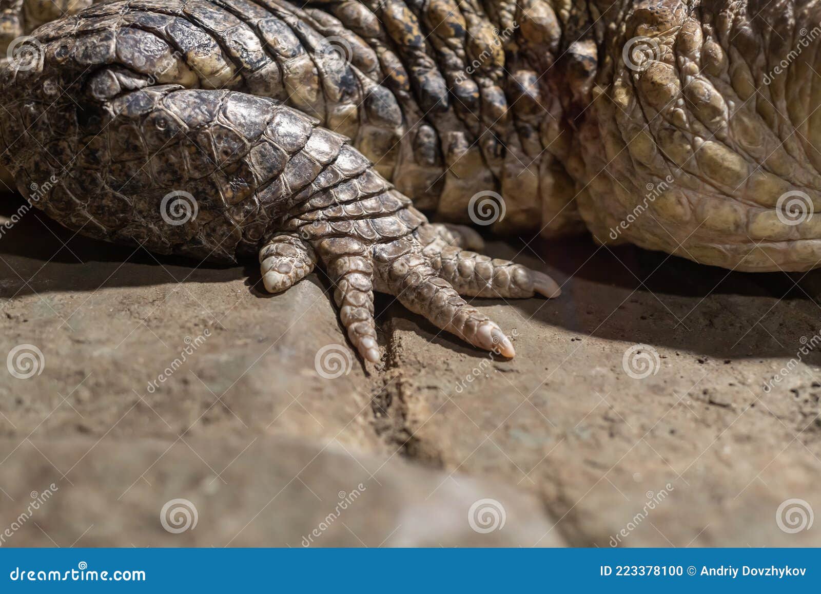 Front Paw of a Crocodile Close-up Stock Photo - Image of camouflage ...