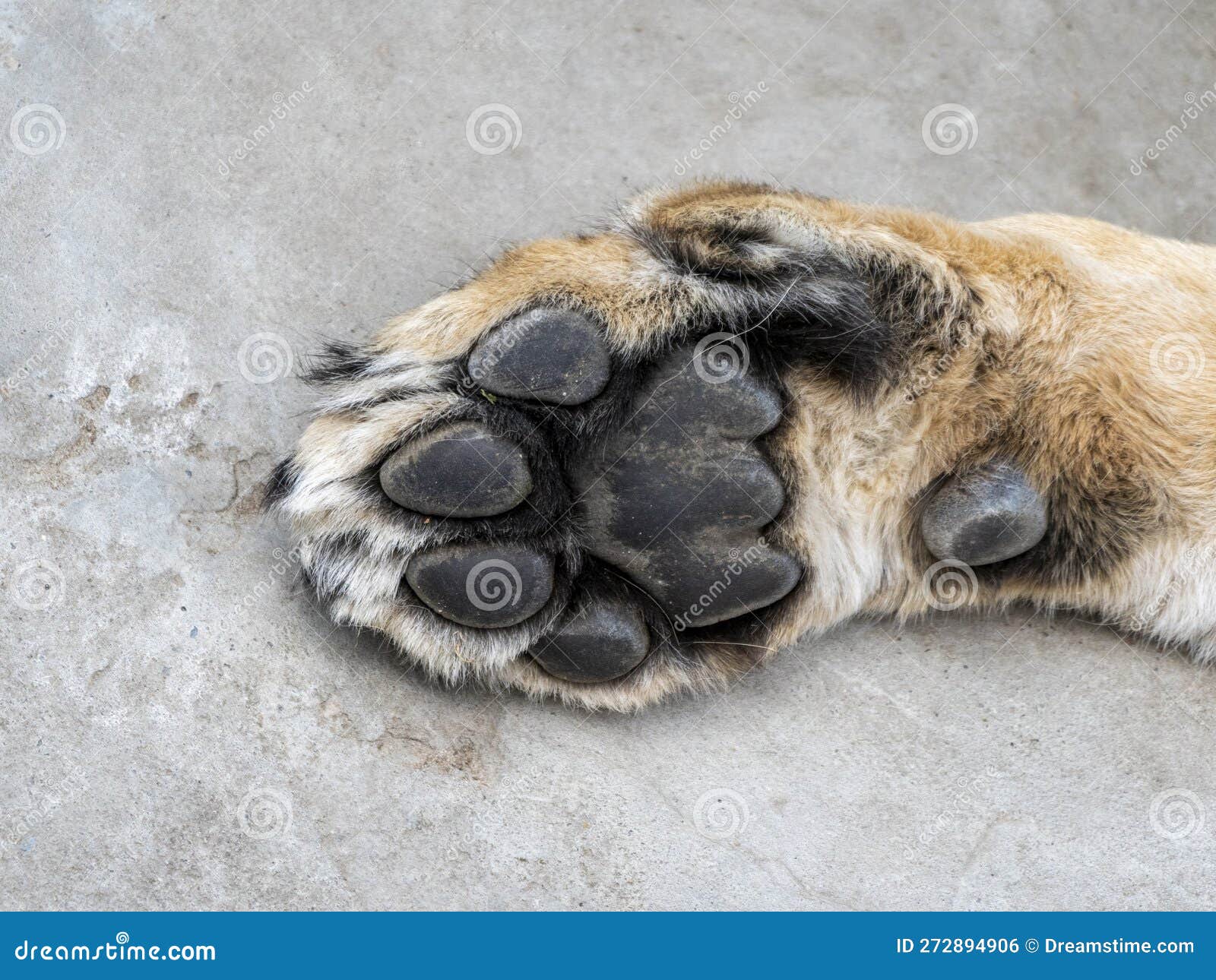 Front Paw of a Sleeping Lioness with Claws Stock Photo - Image of ...