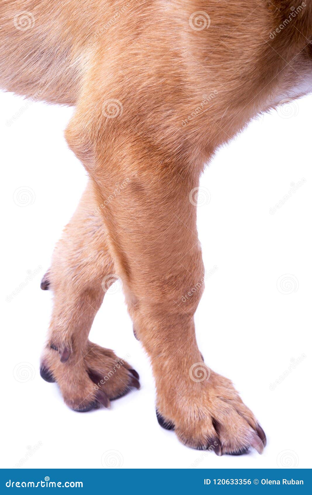 Front paws of dog isolate stock photo. Image of cute - 120633356