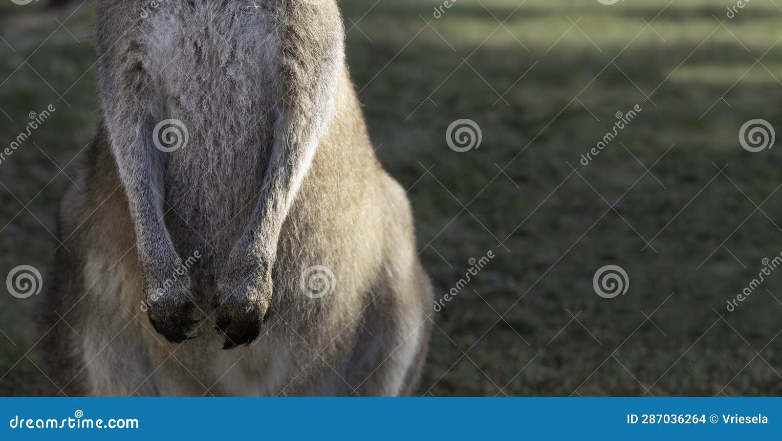 Front Paws and Sharp Long Curved Claws of a Kangaroo Standing on Its ...
