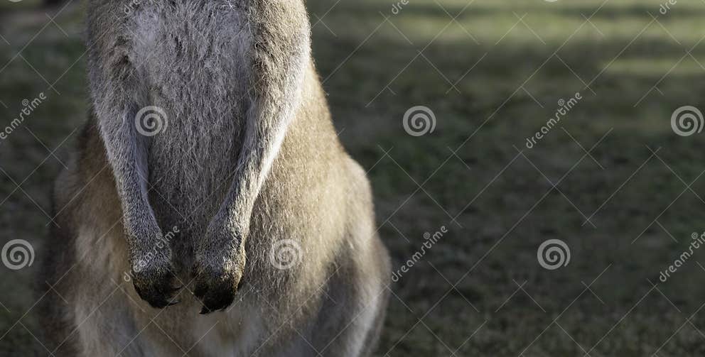 Front Paws and Sharp Long Curved Claws of a Kangaroo Standing on Its ...
