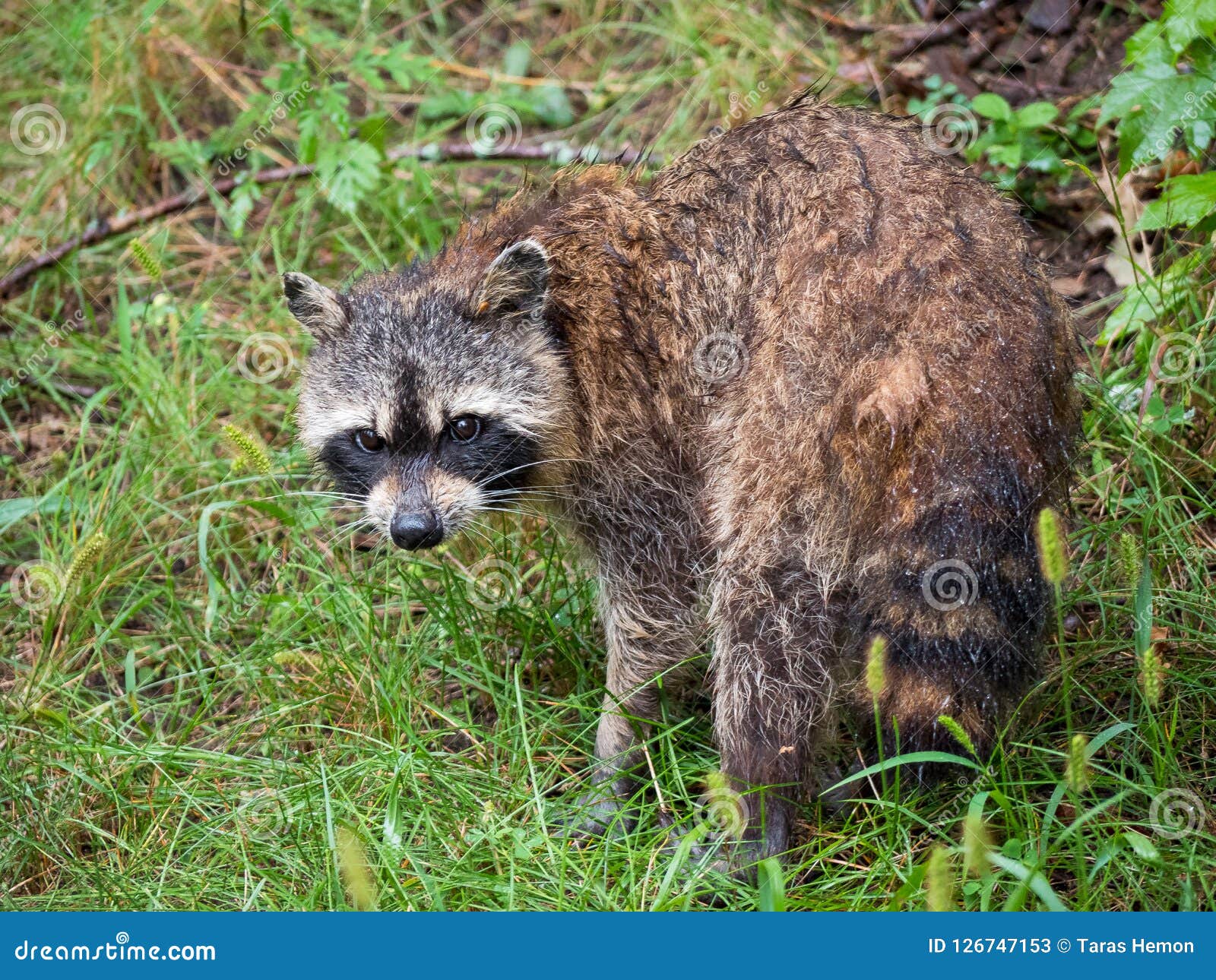 Front Portrait De Un Mapache Mojado Y Triste Imagen de archivo - Imagen ...