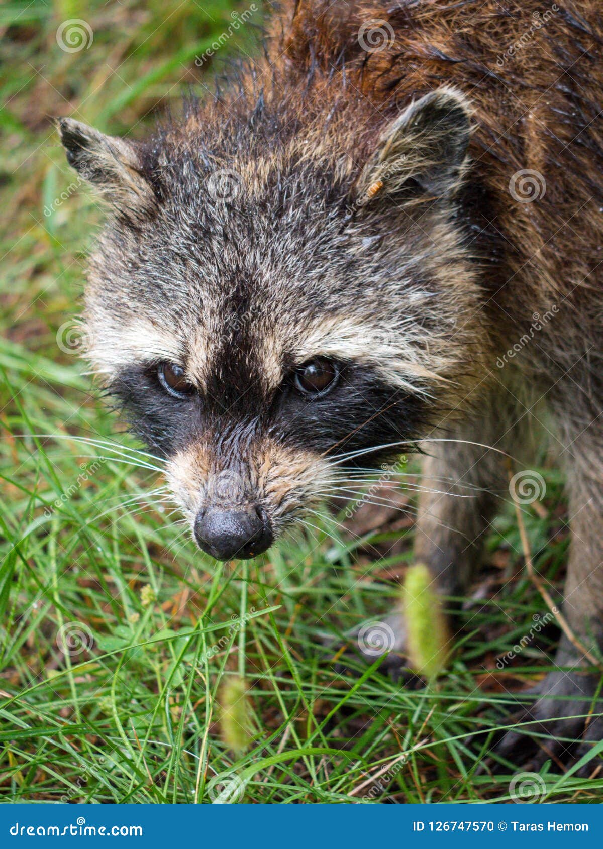 Front Portrait De Un Mapache Mojado Y Triste Foto de archivo - Imagen ...