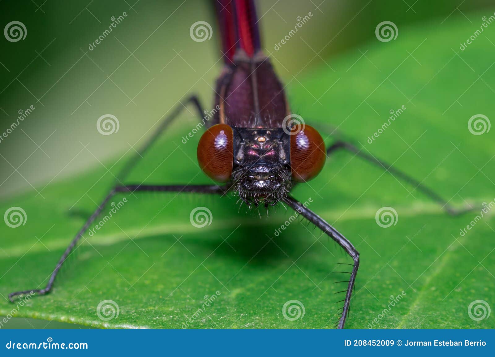 Dragonfly Staring Into The Camera Holding Onto The Tip Of A Bare Branch ...