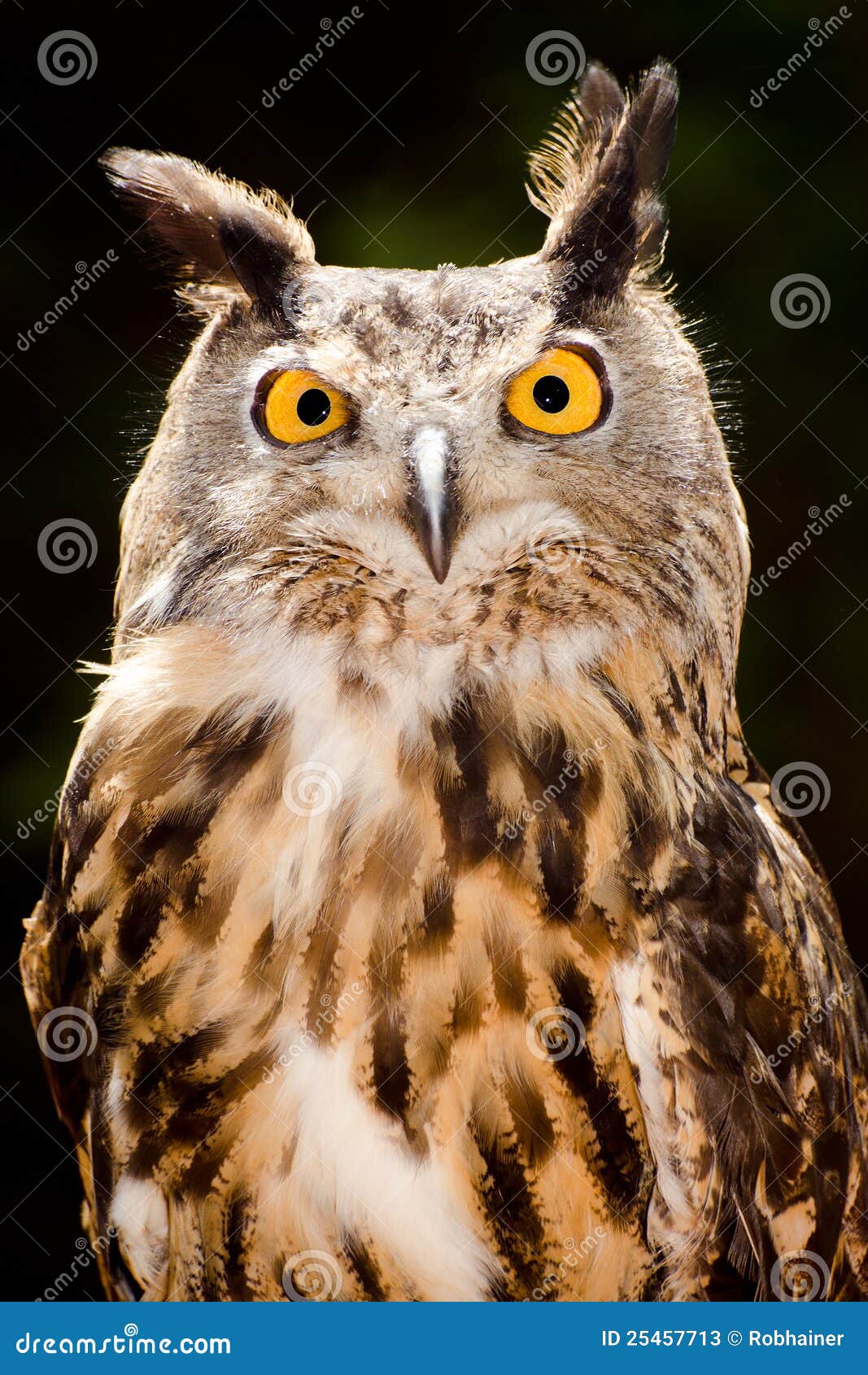 Front Portrait of Eurasian Eagle Owl Stock Image - Image of vertebrate ...