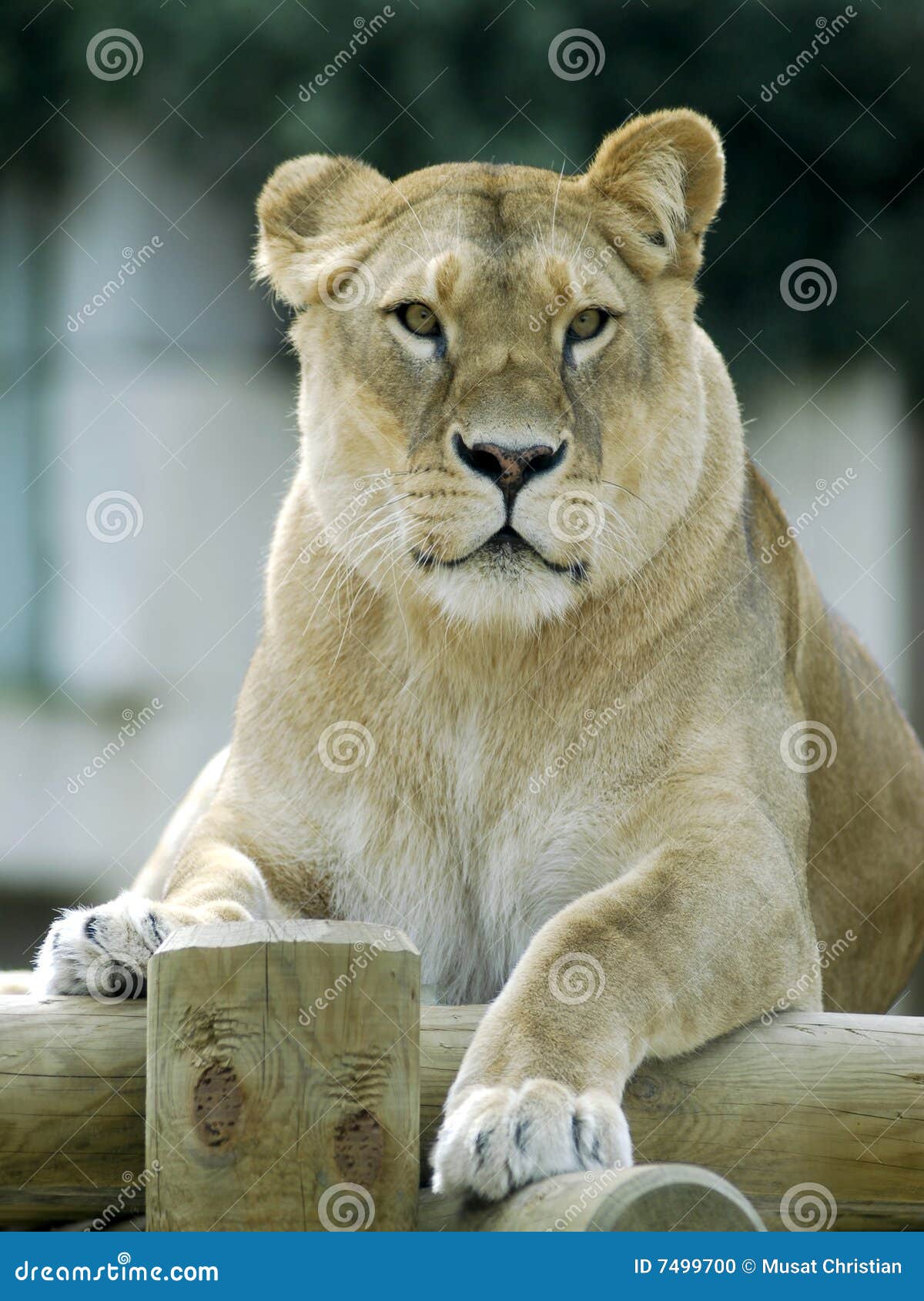 Front portrait of lioness stock photo. Image of strong - 7499700