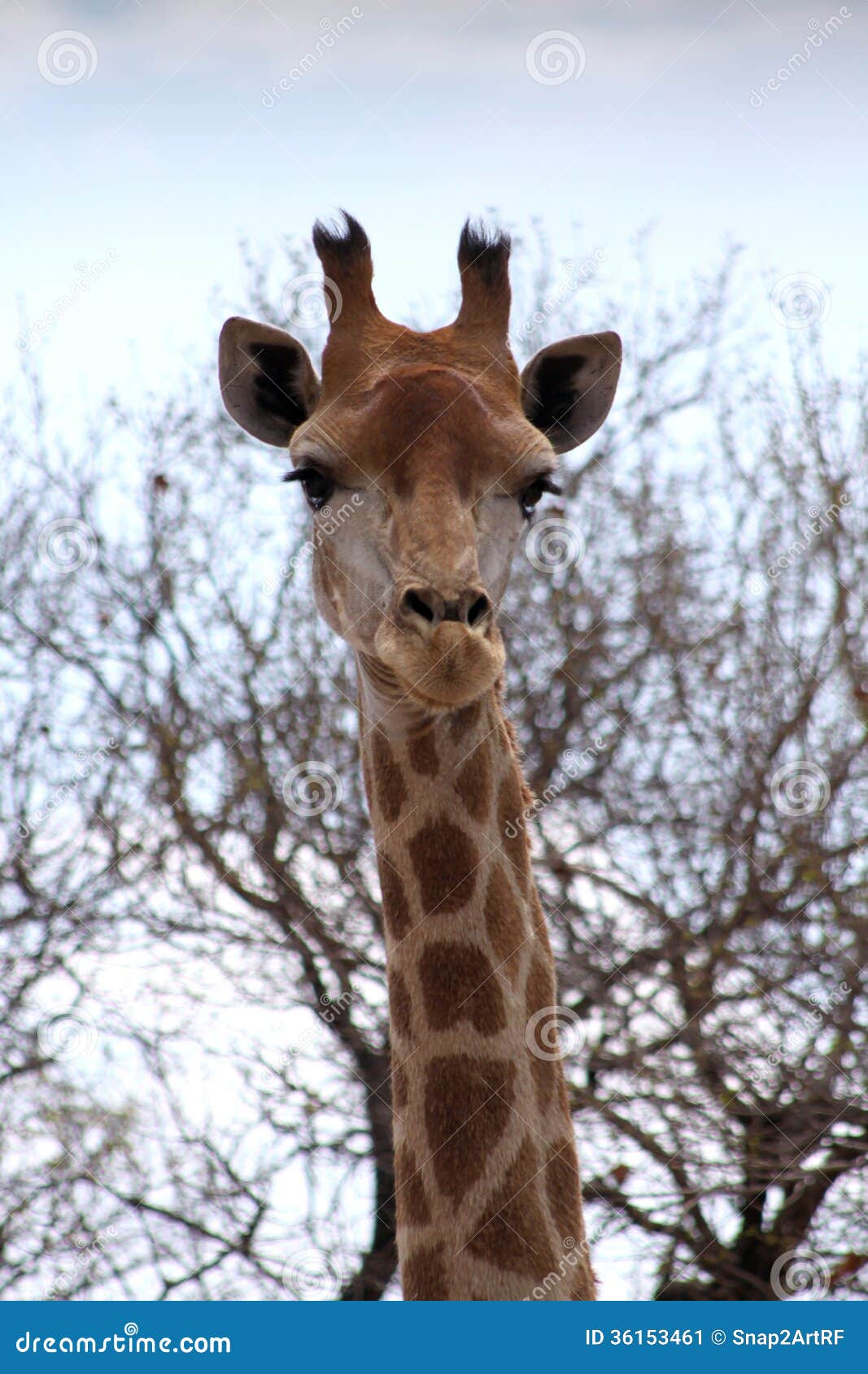 Front Portrait Picture of Giraffe Head Stock Image - Image of eating ...