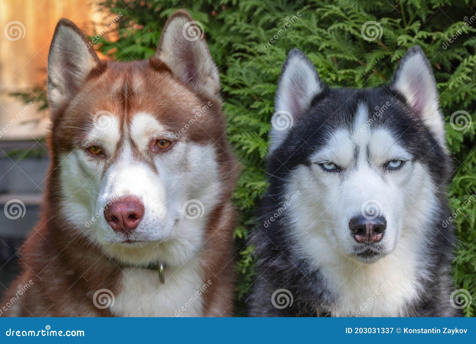 Portrait of Two Cute Siberian Huskies. Stock Image - Image of breed ...