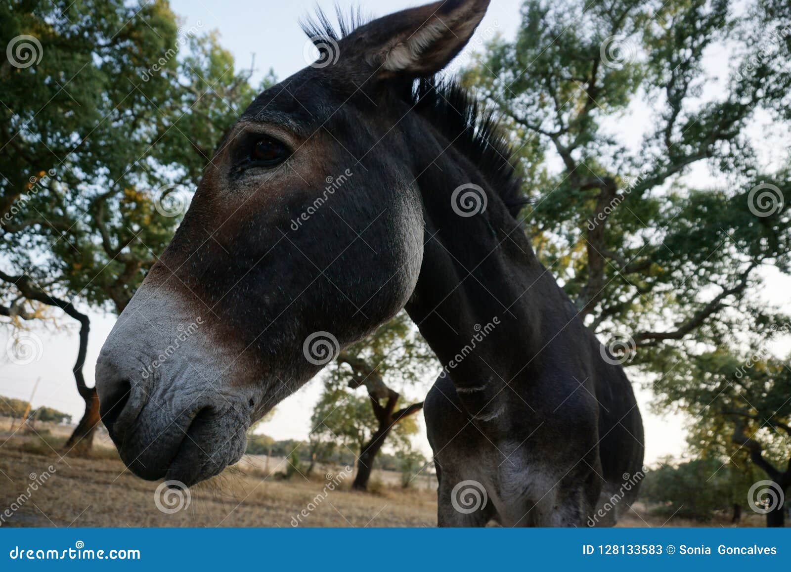 Donkey in a field stock image. Image of donkey, equestrian - 128133583
