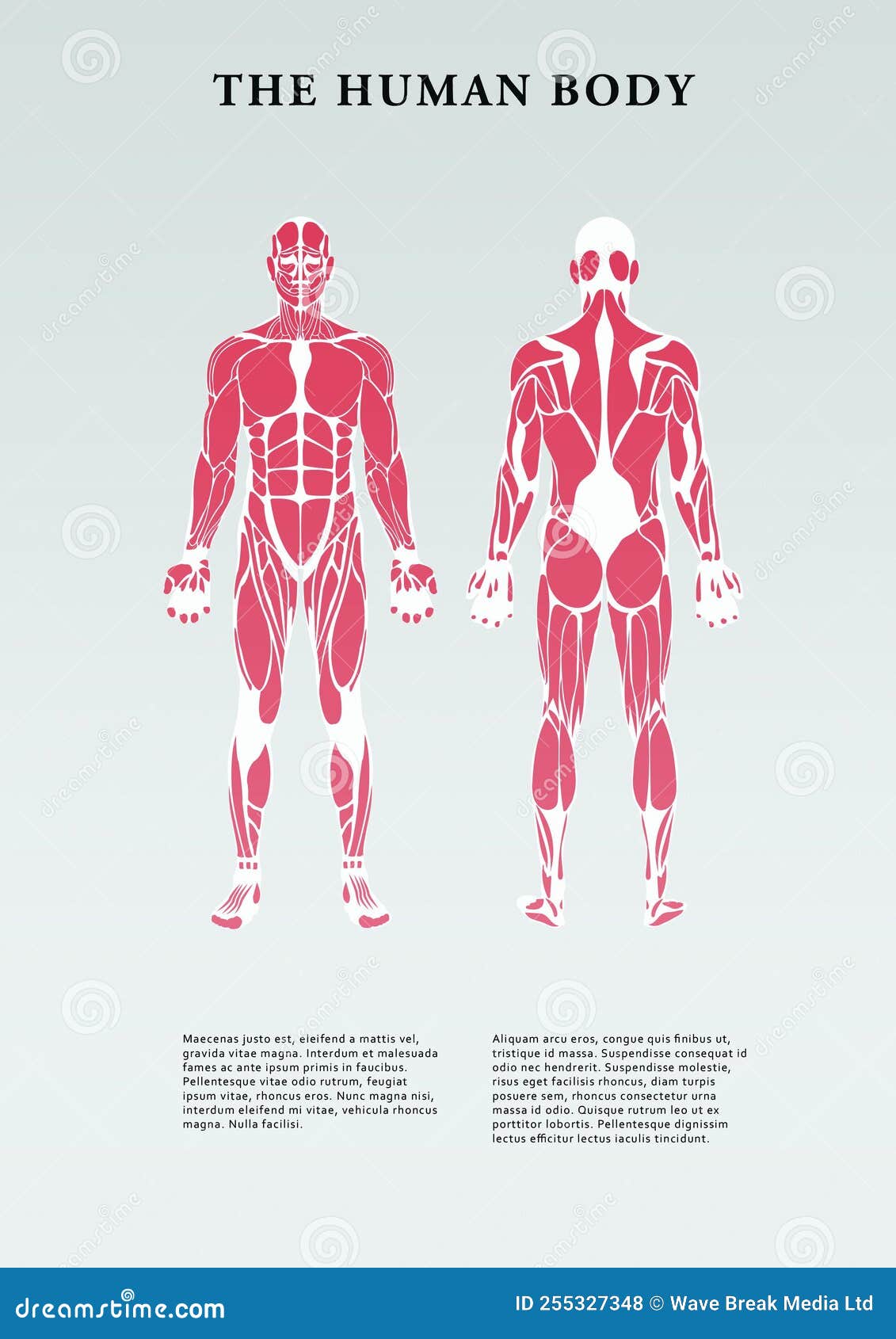 Front and Rear View of Human Body Stock Illustration - Illustration of ...