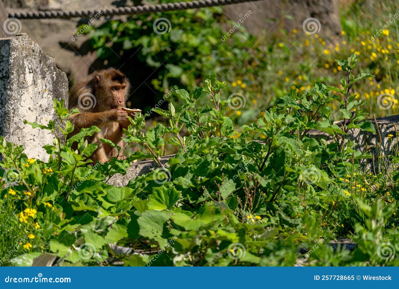 Front Selective Focus of a Brown Chimpanzee Behind Leaves Sitting on ...