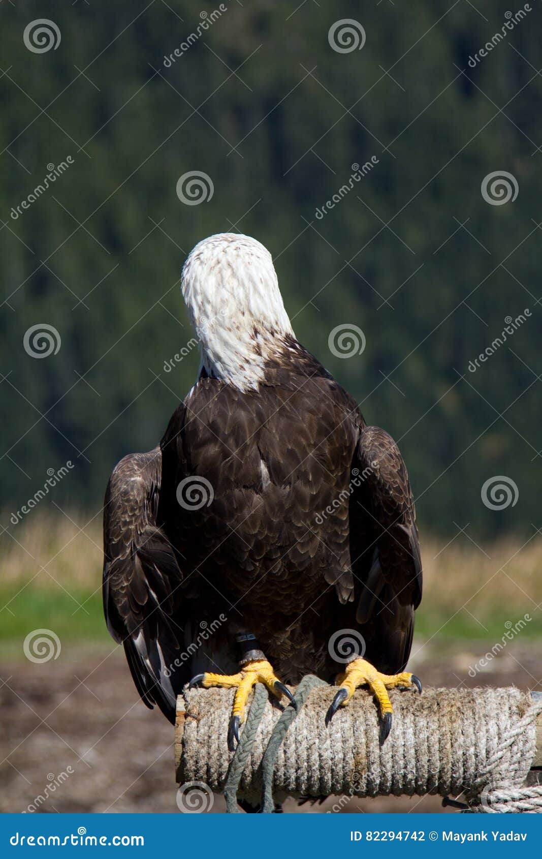 Front Shot of a Bald Eagle Looking Back at the Grouse Mountain ...