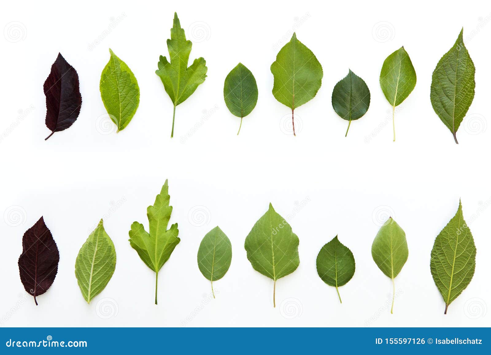 Front Side and Back Side of Different Leaves on White Background. Stock ...